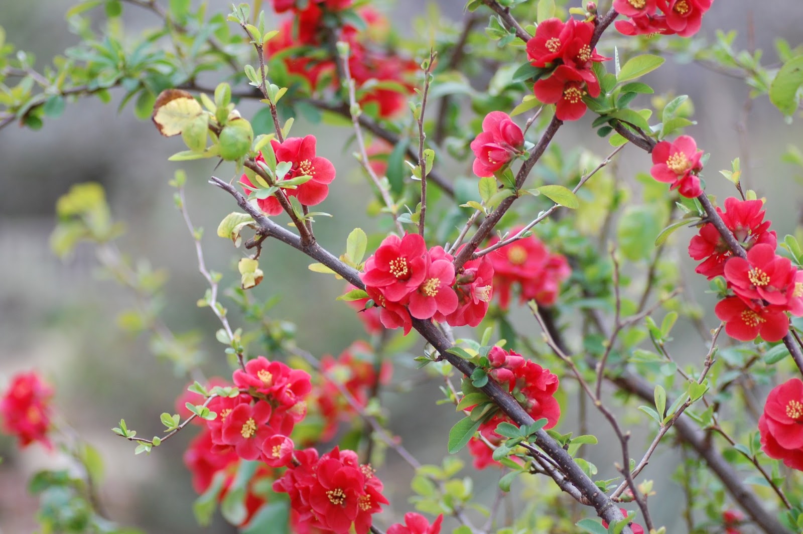 季節の風景: マクロ撮影（まっかなボケの花）