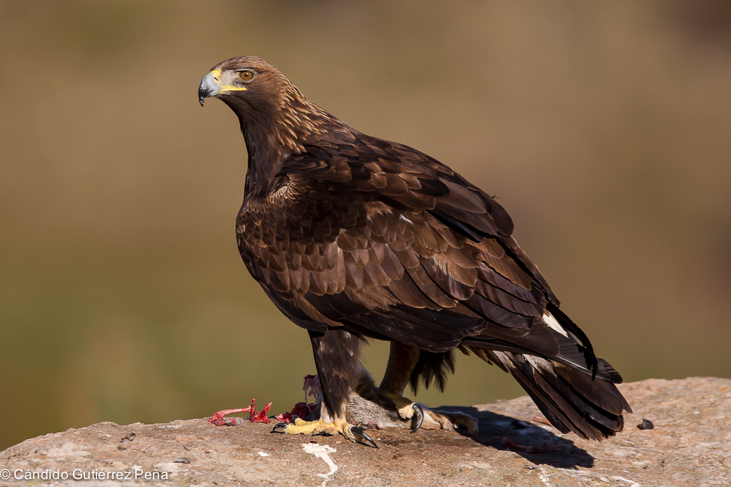 AGUILA REAL - Aquila Chrysaetos | Observatorio de la Naturaleza