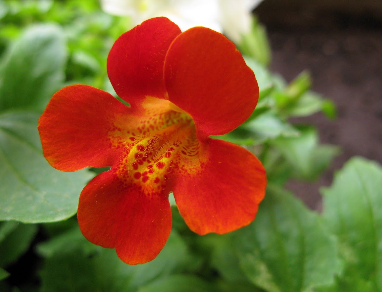 Flores y Palabras: Flores para los miedos