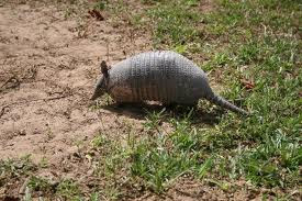 Fauna de Nuestro Estado Apure