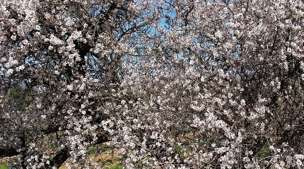 Towerwater Aan De Breede: The Old Almond Tree on Route R317