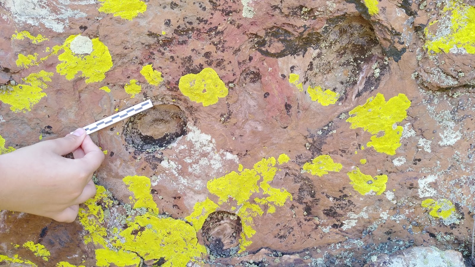 Arroba de los Montes: EL GUSANO GIGANTE FOSIL(Paleoficus tubularis) EN ...