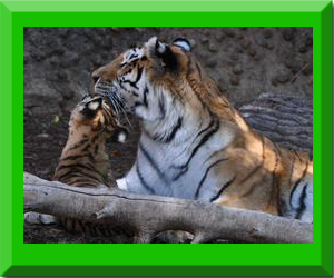 Gambar Bayi Macan Lucu | Gambar Hidup