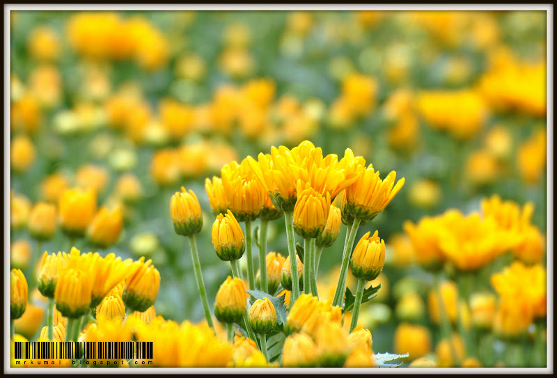 mrkumai.blogspot.com: Tips Melawat Cameron Highlands: Bunga Chrisanthmun
