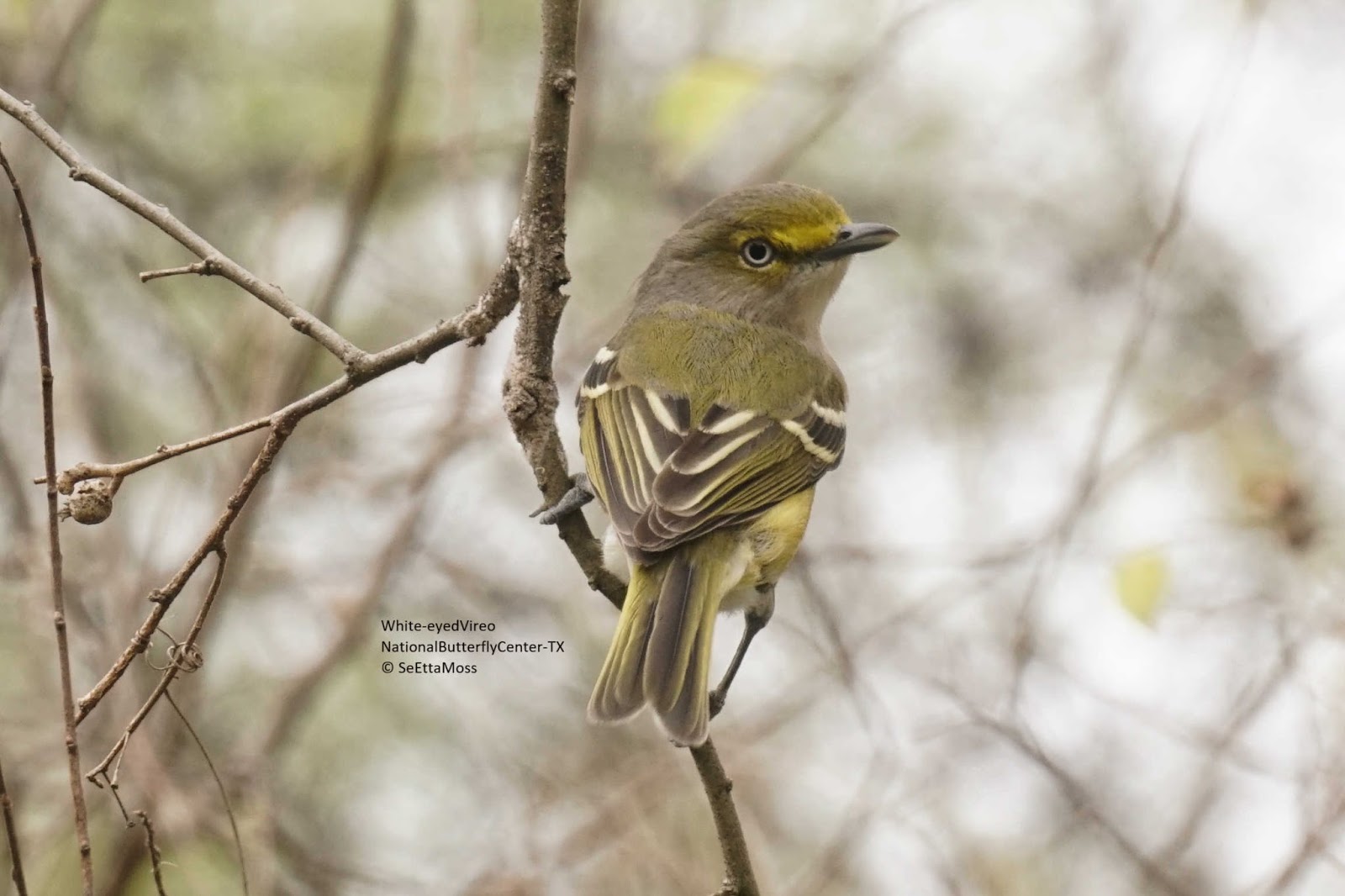 White-eyed Vireo
