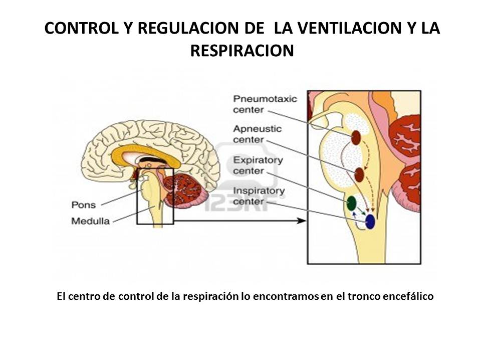 Fisiología de Clarisa Angulo: Ira Fox : "EL CONTROL DE LA RESPIRACIÓN"