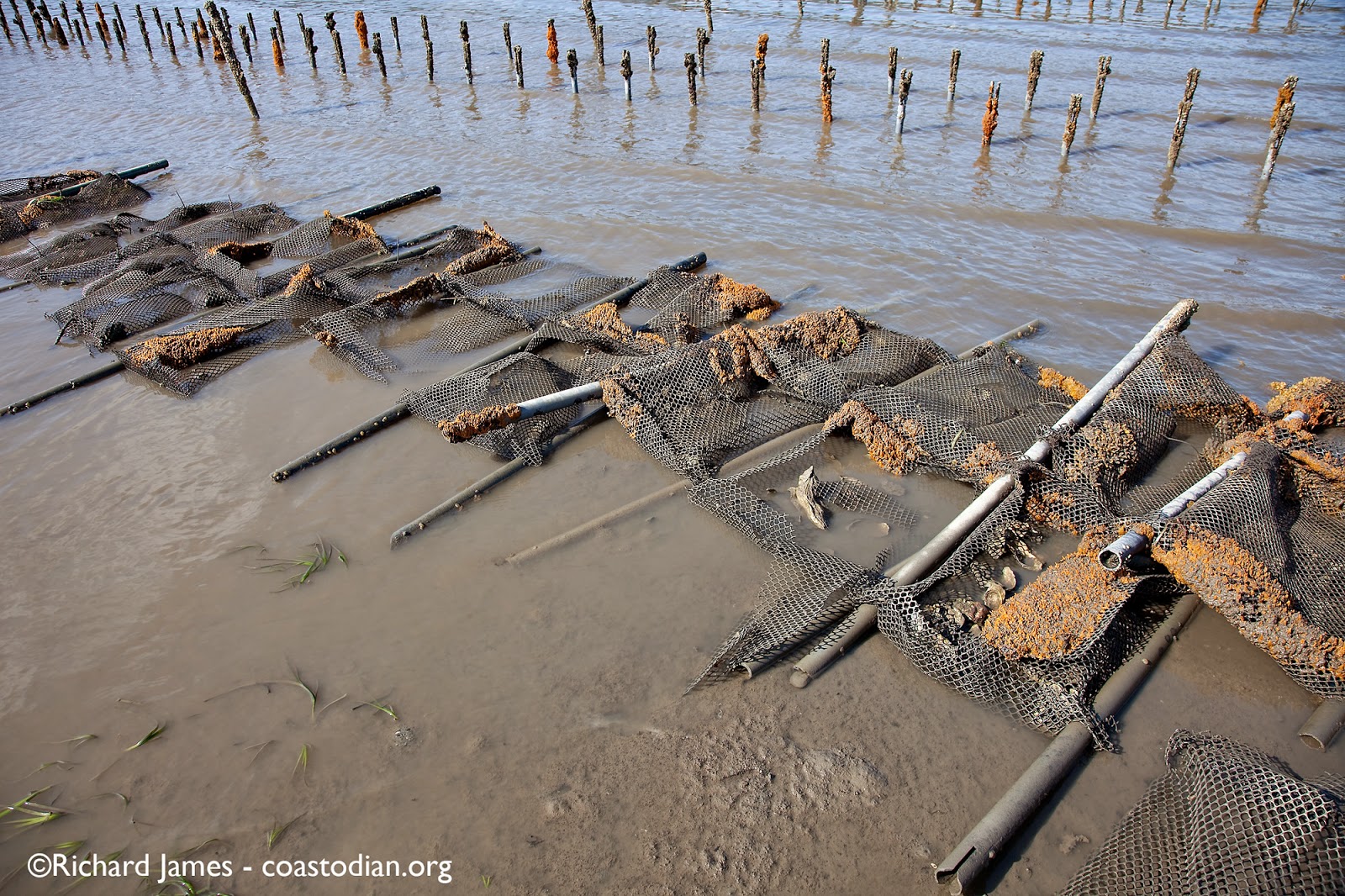 Protect Our Shoreline News: California Shellfish Growers and the Coastodian