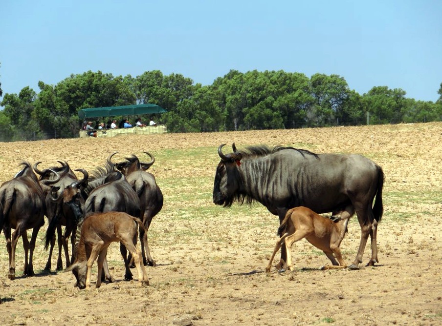 1camera1mom: Buffelsfontein Game Reserve - Part 1
