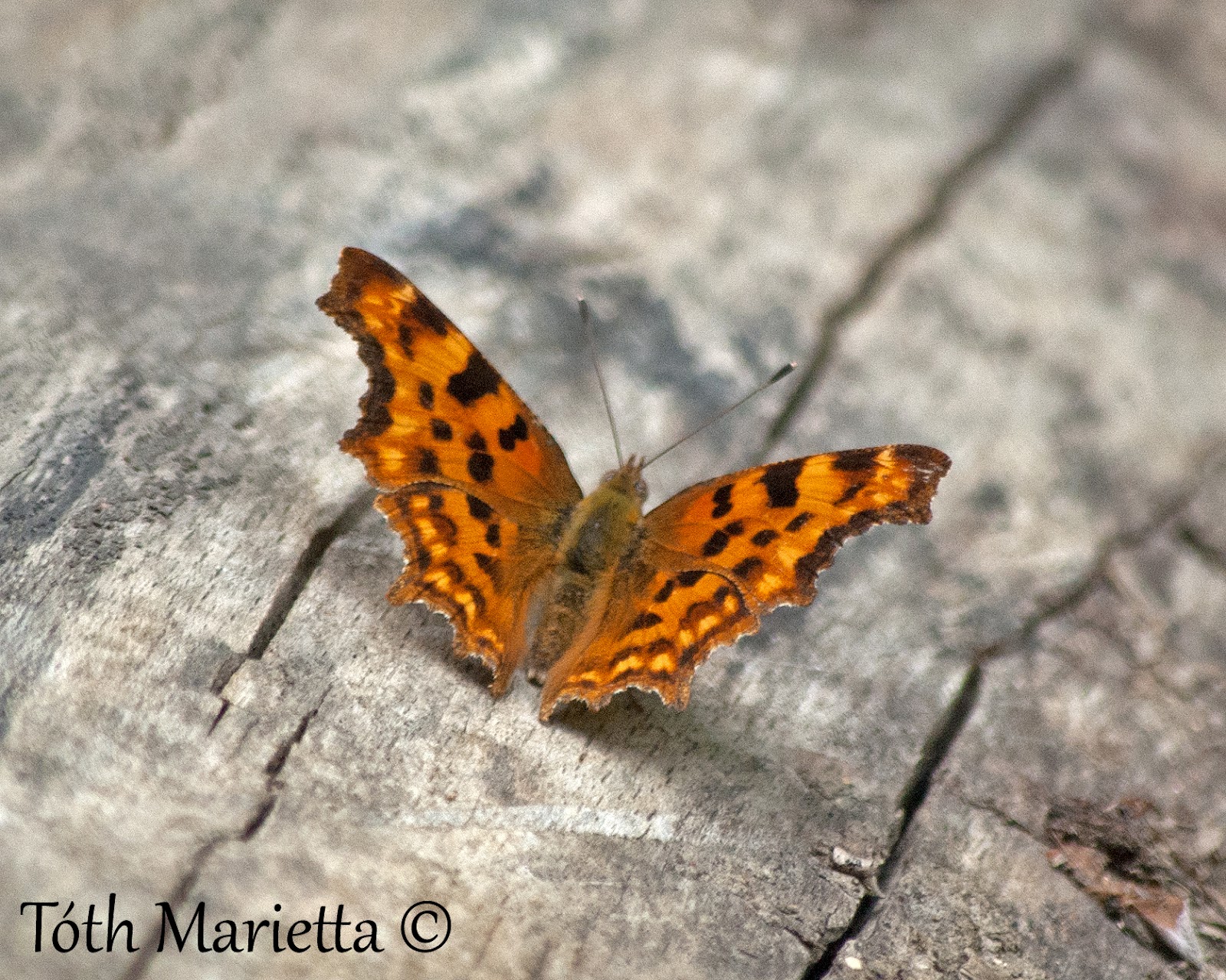 Természeti értékek lencsevégen: Nappali lepkék