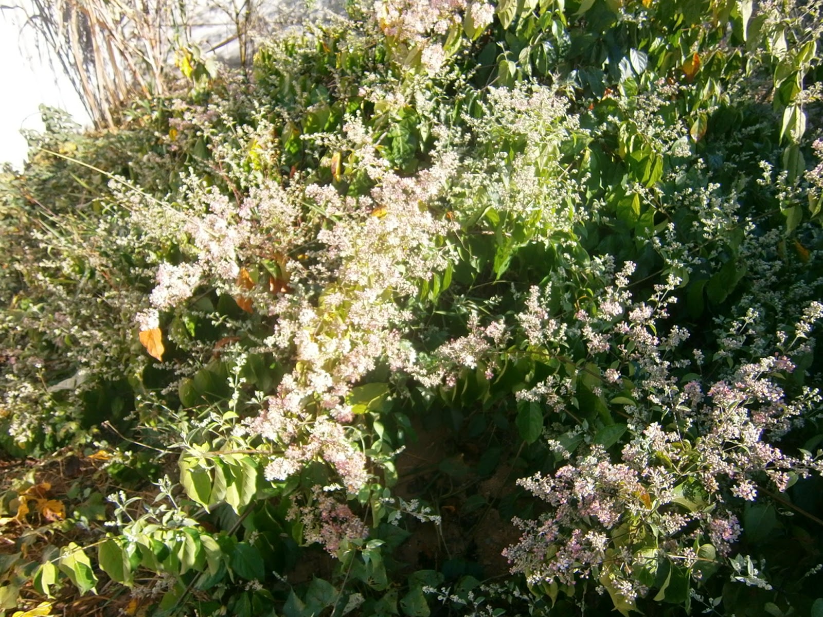 Zelando pela Chacrona e pelo Jagube: Segunda Floração do Jagube! Parte 2