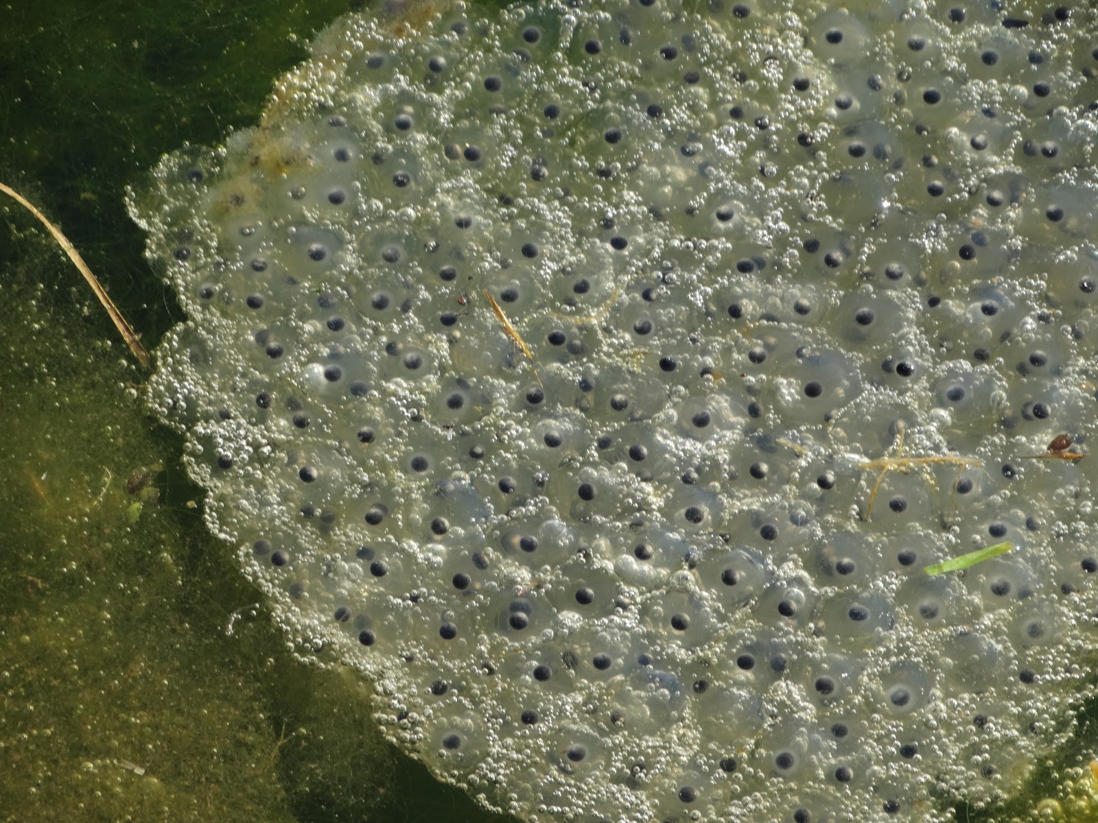 oog voor de natuur: Kikkerdril van de bruine kikker (Rana temporaria ...