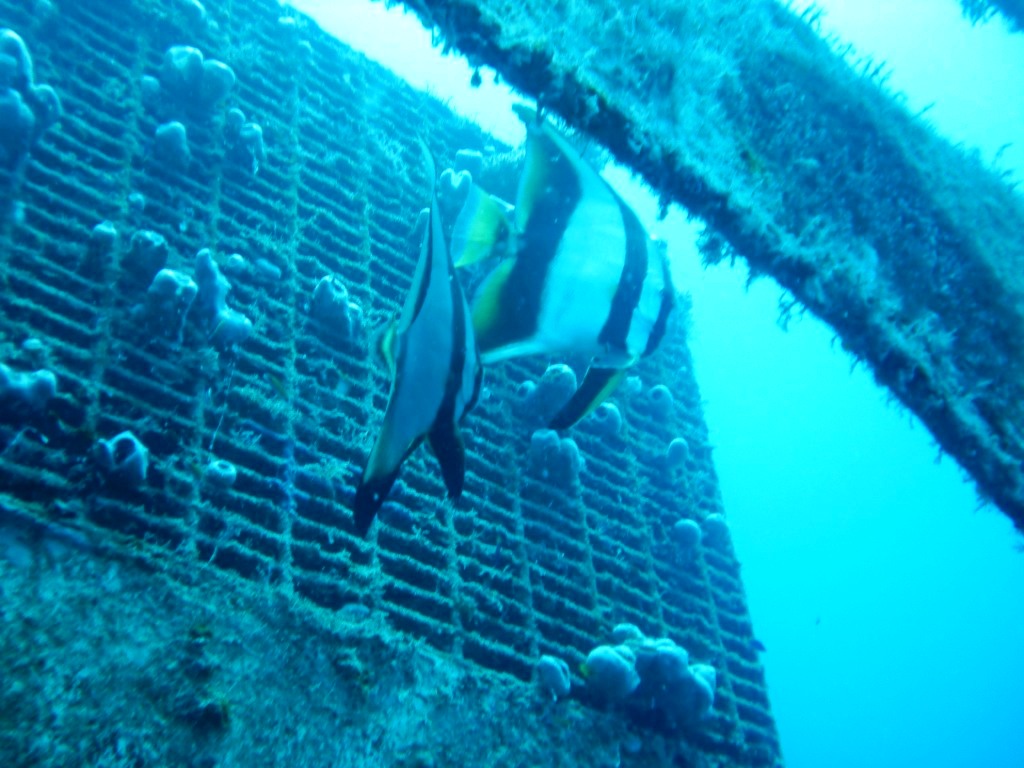 SAILING HELENA: Diving in Majuro, Marshall islands