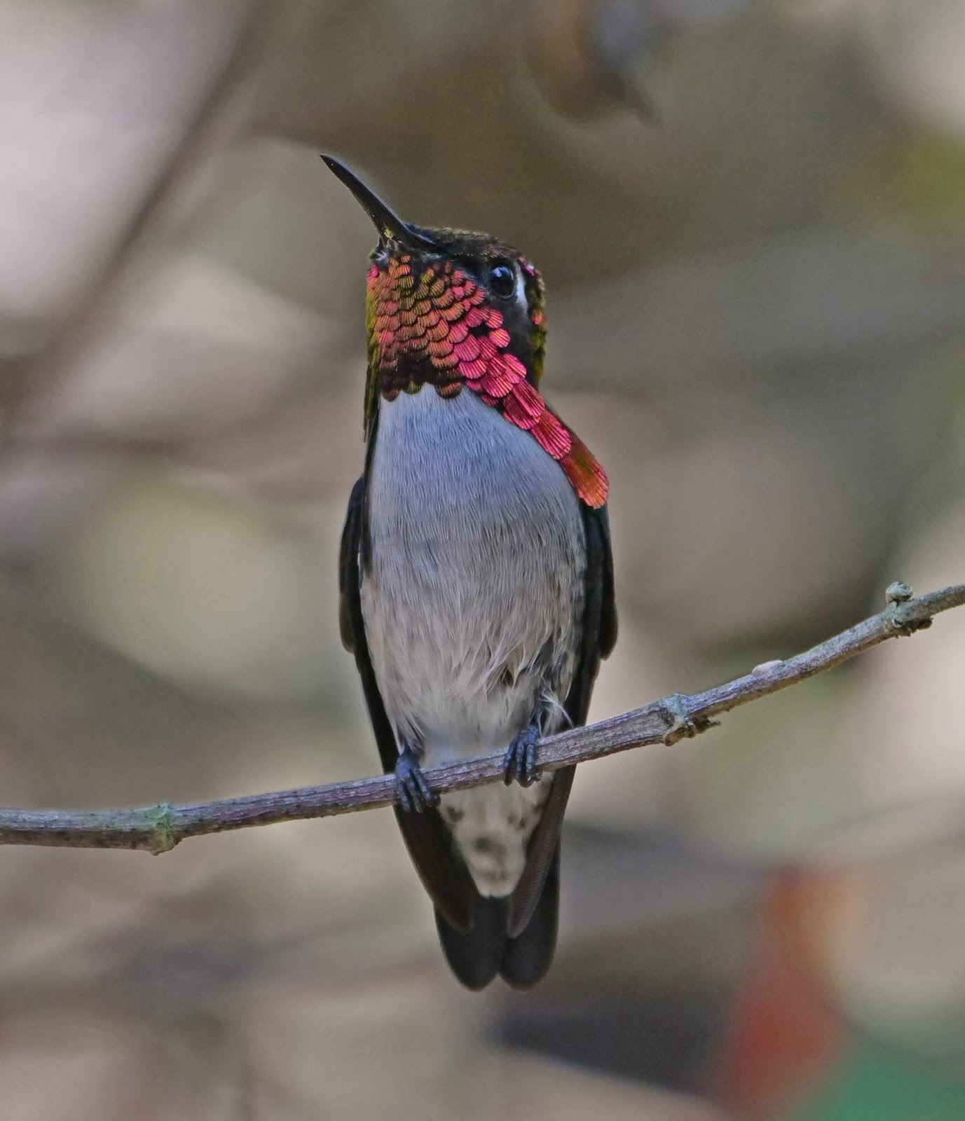 Nature in the Heart of England: Cuba: Bee Hummingbird