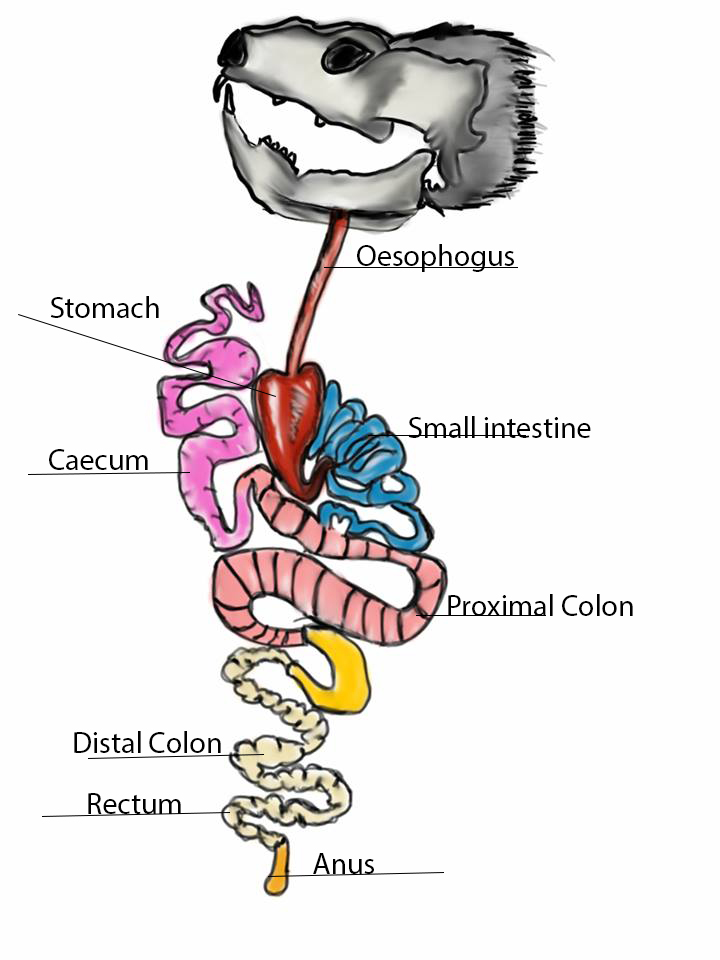 Vet Nursing: Koala's digestive system