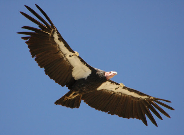 California Condor | The Life of Animals