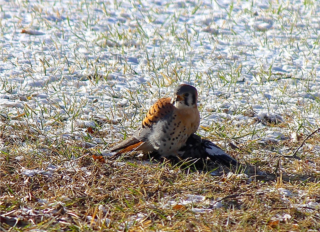 Heather Dent's Studio: The Kestrel