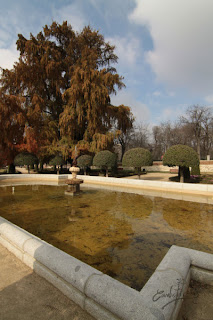 Arbol de Diana: árbol Ahuehuete, el más viejo de Madrid