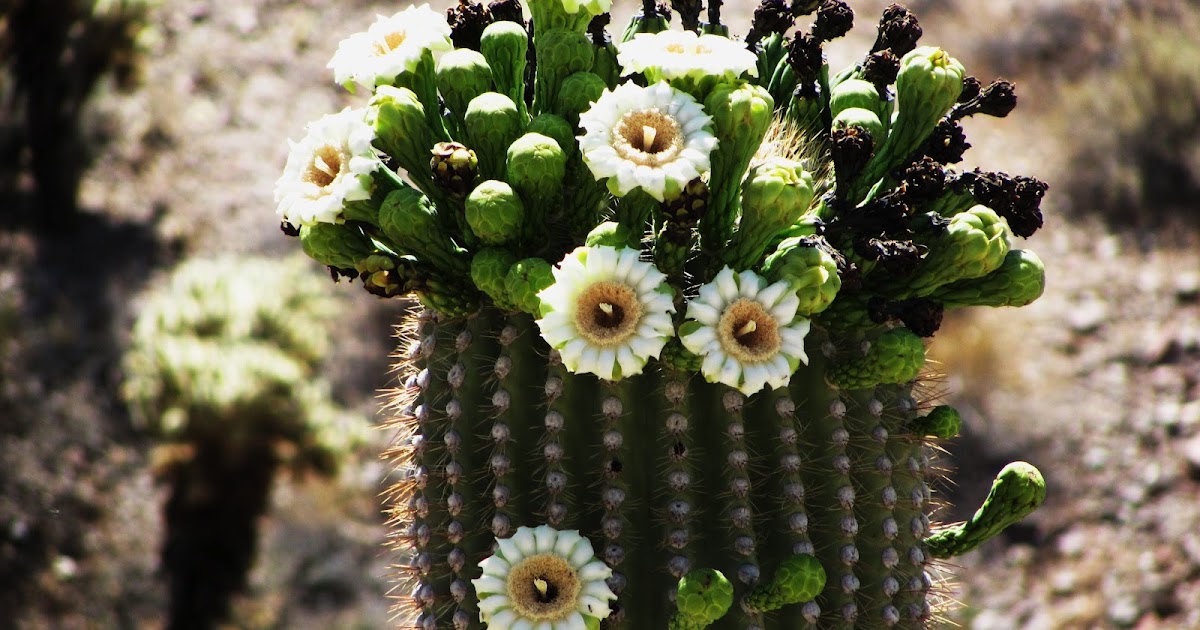 Where's Papa Dave III: Arizona State Flower