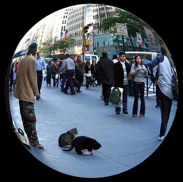 Trikmudah: Cara membuat Efek Fisheye di Photoshop