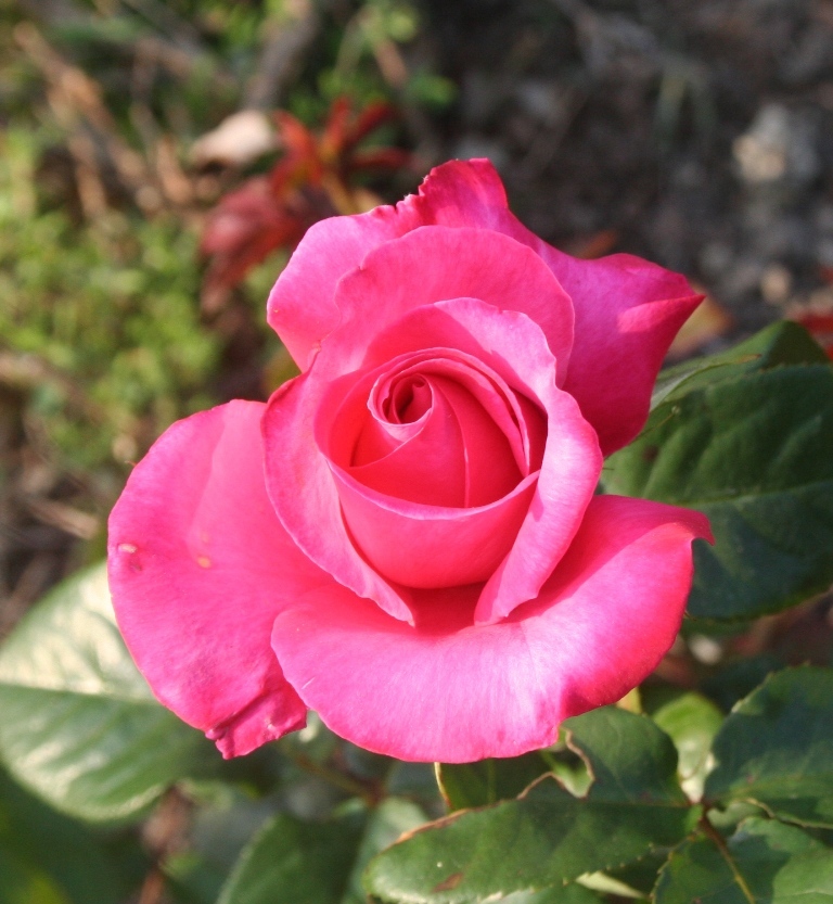 Our Garden Journal: Our First Spring Roses