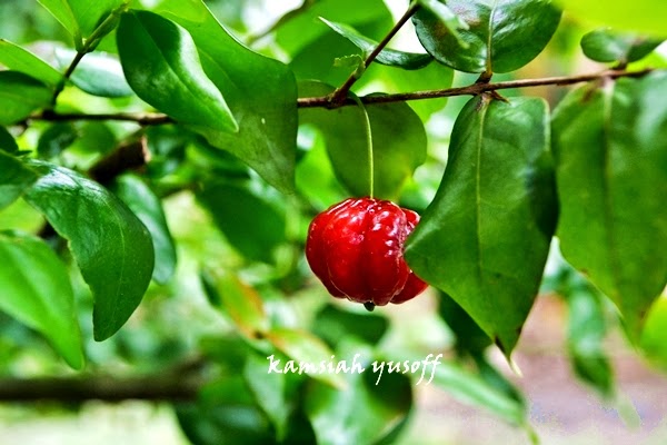 Cermai Merah | Detik Detik Indah Dalam Hidupku