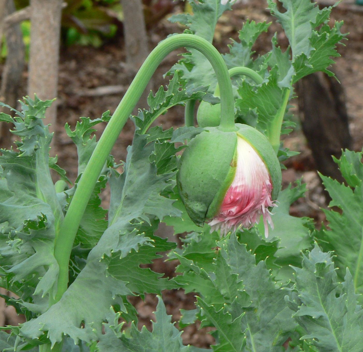 Visit My Garden: Annual Poppies