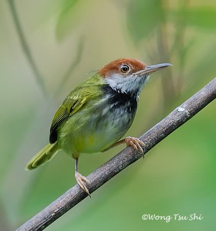 Gambar macam-macam Ciblek | Info Burung Kicauan