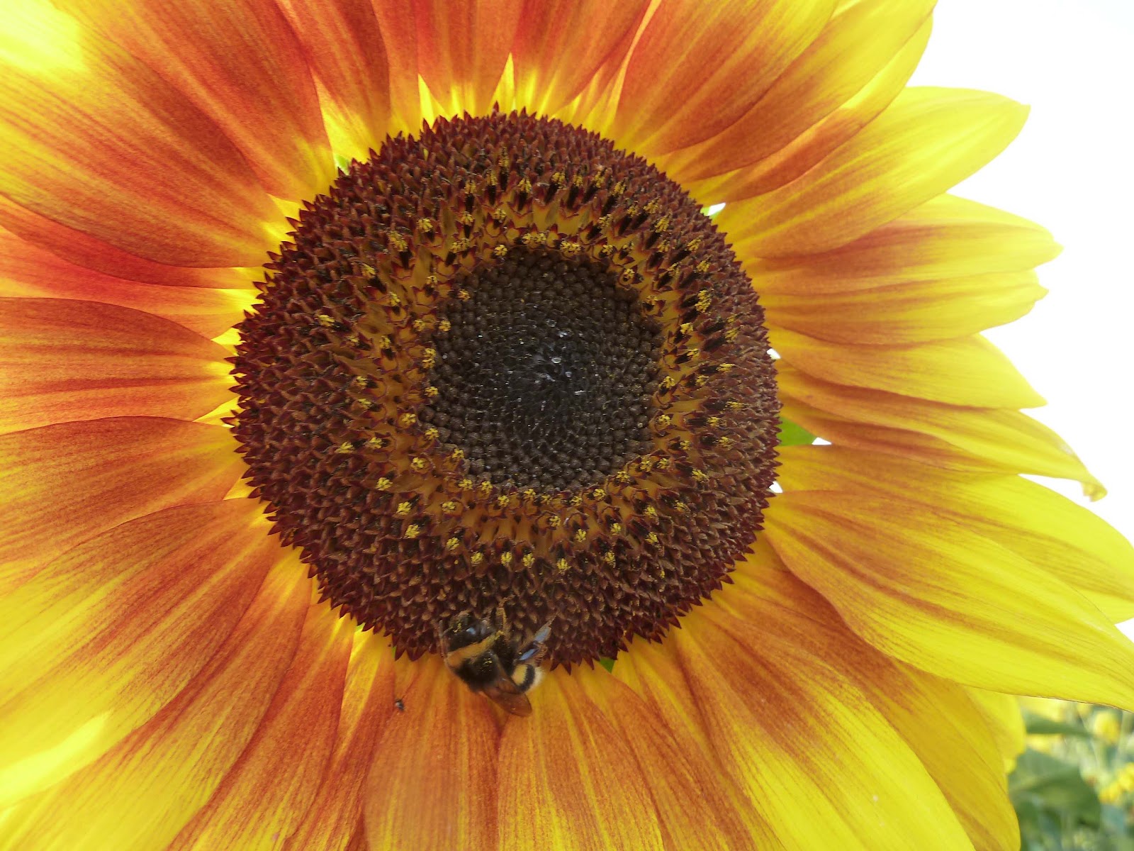 maite ikaran: Oda al girasol