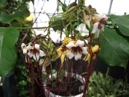 Strophanthus preussii | Pustaka Flora | Database Tanaman Landscape