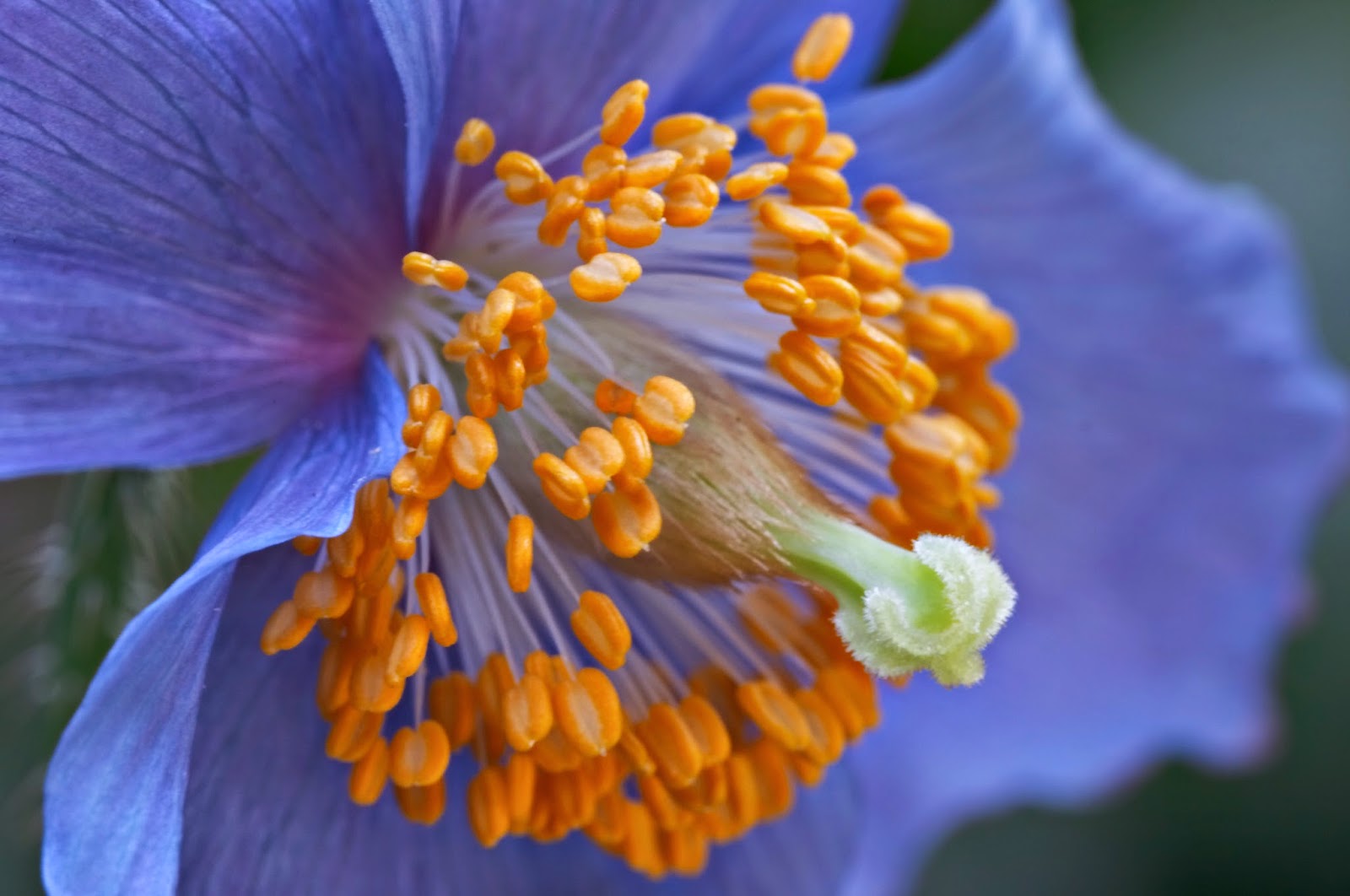 GROW BLUE POPPY SEEDS |The Garden of Eaden