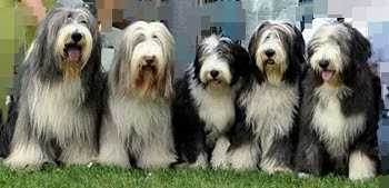 De Sugar Brown: BIENVENIDOS A "DE SUGAR BROWN" BEARDED COLLIE