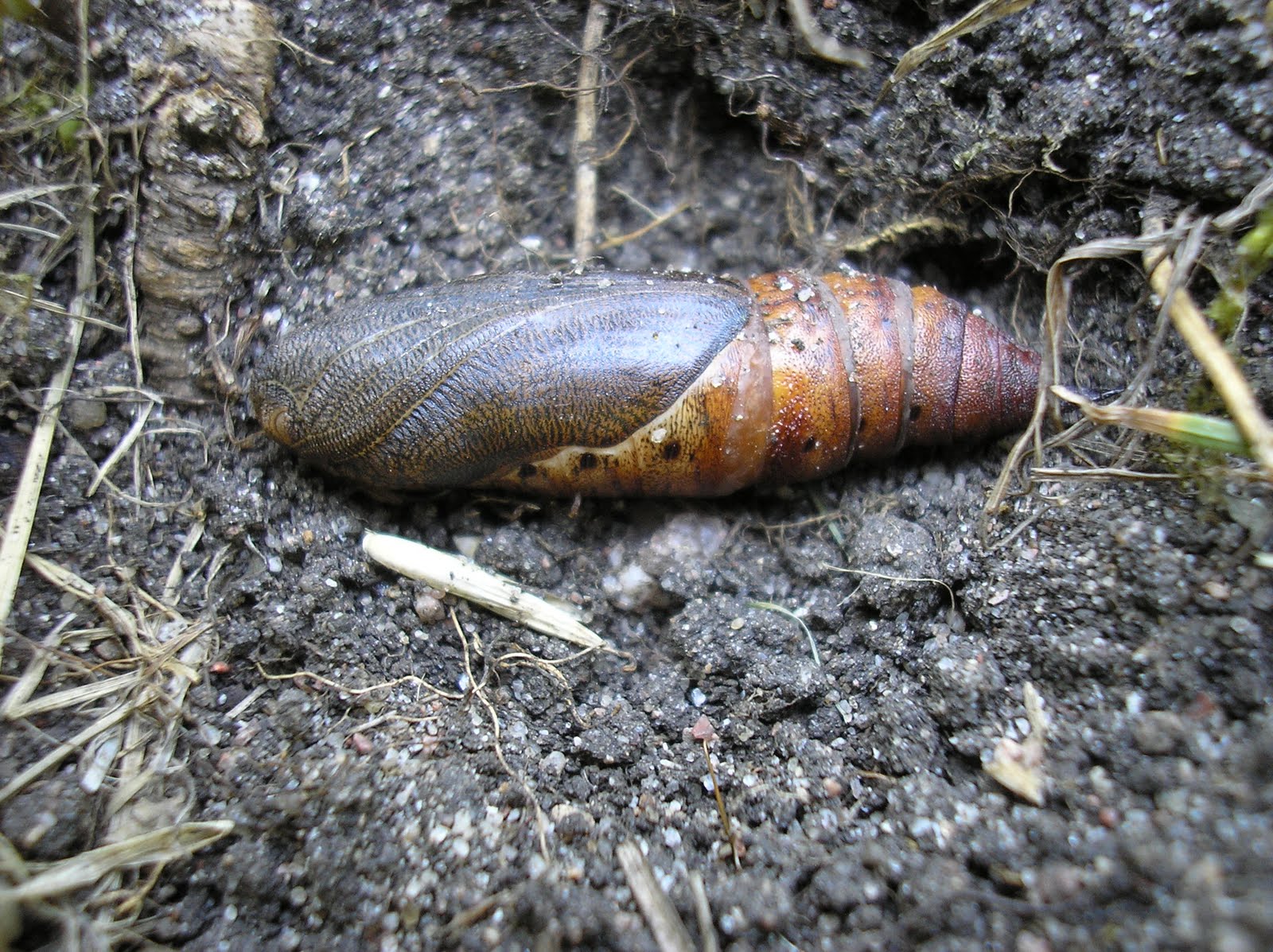 Mutukad ja muud loomad