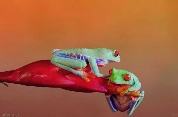 Amazing Arts: Incredible Photographs of Colored Frogs by Dutch photographer