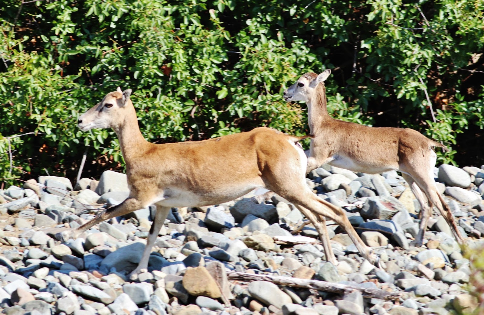 Mammals of Cyprus - Τα θηλαστικά της Κύπρου by George Konstantinou ...