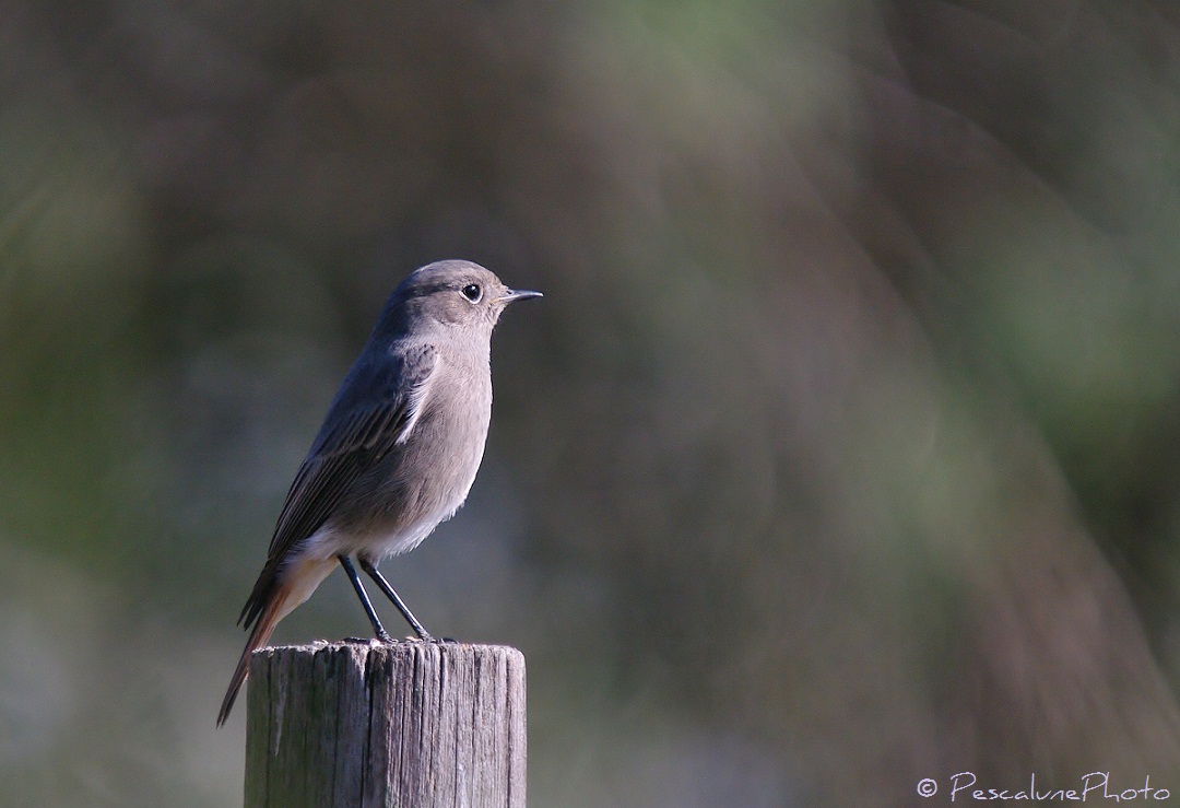 Pescalune Photo: Rougequeue noir (Phoenicurus ochruros), Black Redstart