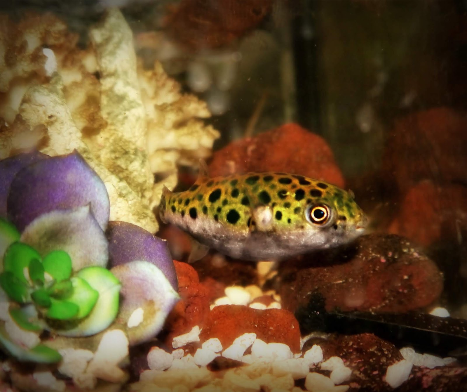 Suzy Homefaker: Spotted Green Puffer Fish ~What you need to know