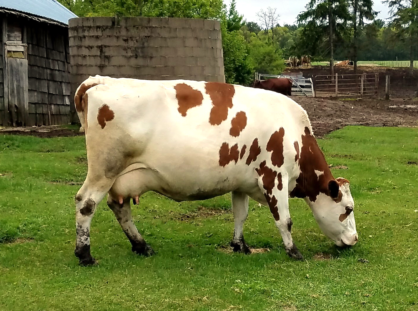 On the Light Side: How Now, Brown Cow