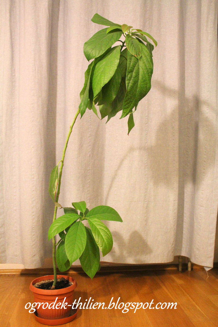 Zielona Chata: Awokado w doniczce ma już 3 lata