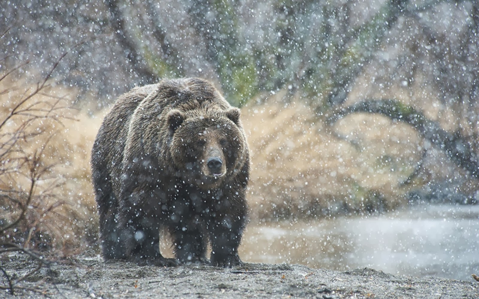 bear in the winter with snow in Kamchatka | Bear, Animals, Winter animals