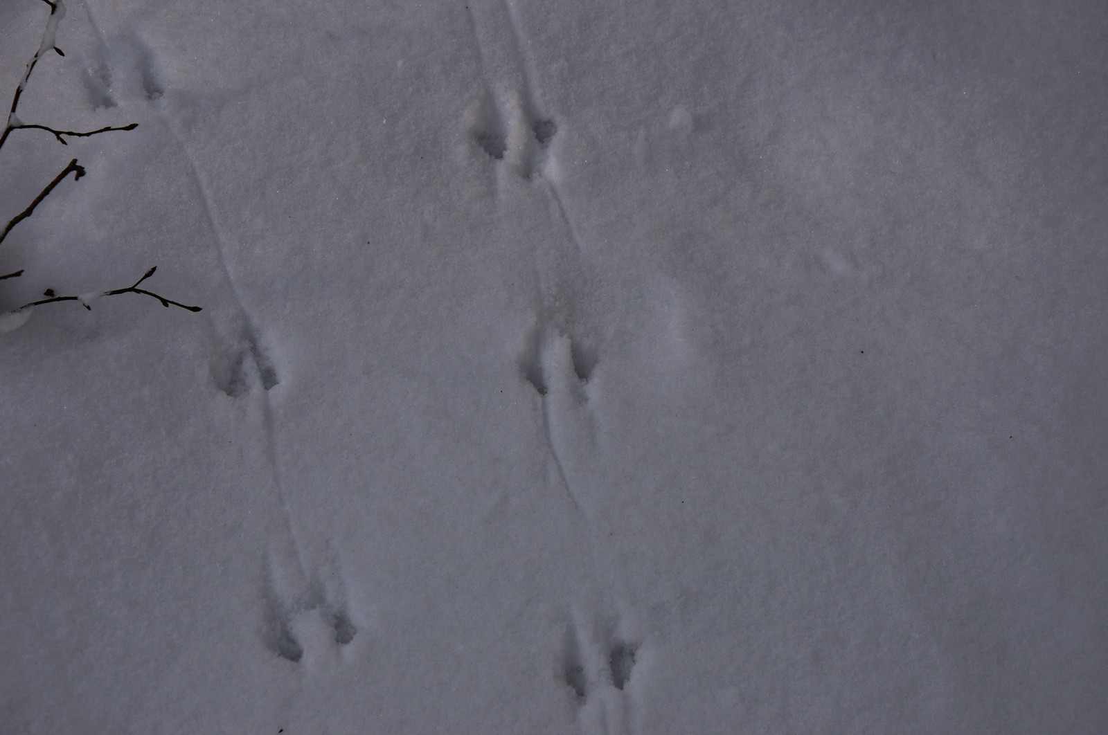 Puszcza Białowieska: Tropy na śniegu