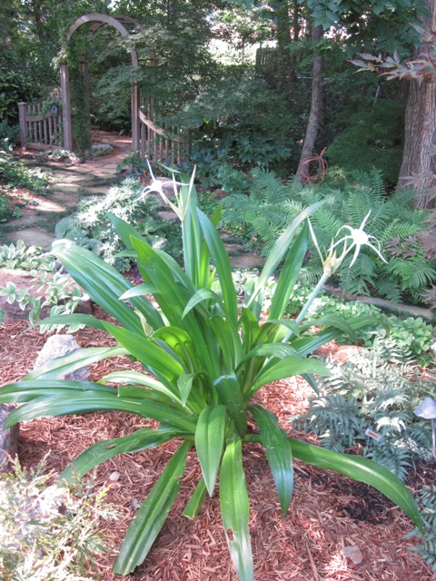 Signature Gardens: Patriotic Posies
