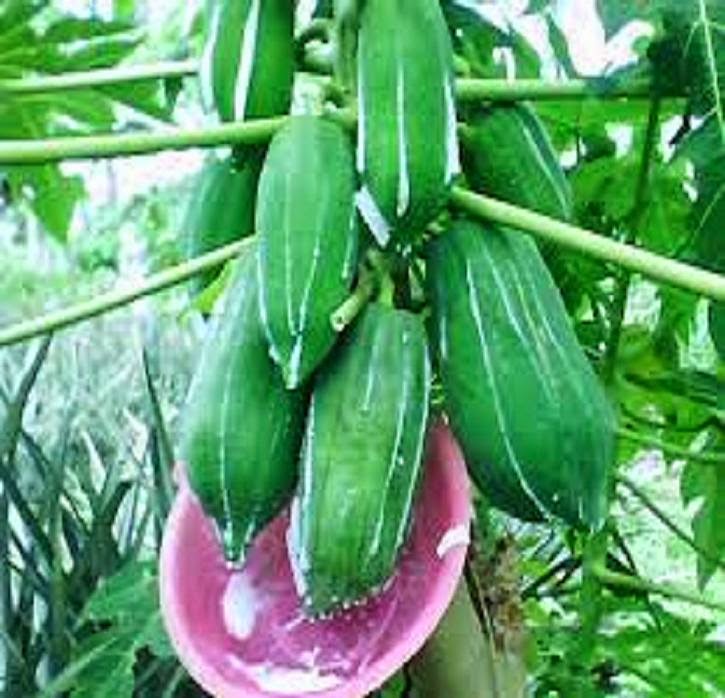 KHASIAT DAN PETUA DARI BETIK.. - Resepi Sheila Rusly