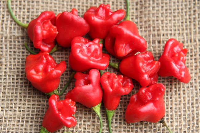 LEKKER RESEPTE VIR DIE JONGERGESLAG: BISHOPS CROWN CHILLIES