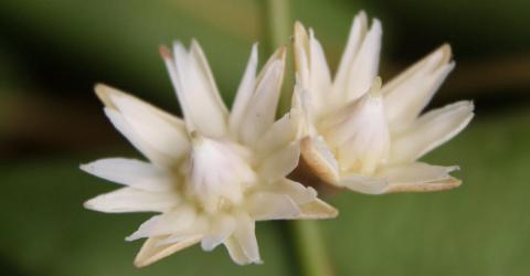 biojojo: Tanjung (Mimusops elengi L.)