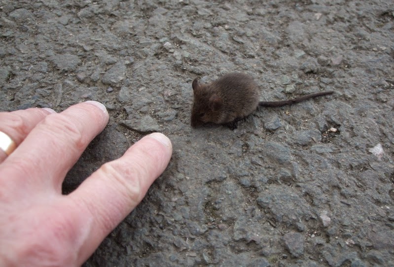 What Is A Mouse Potato With Pictures