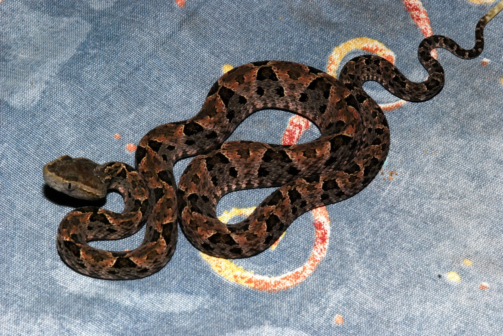 ACUANIMALIA DC: abril 2018