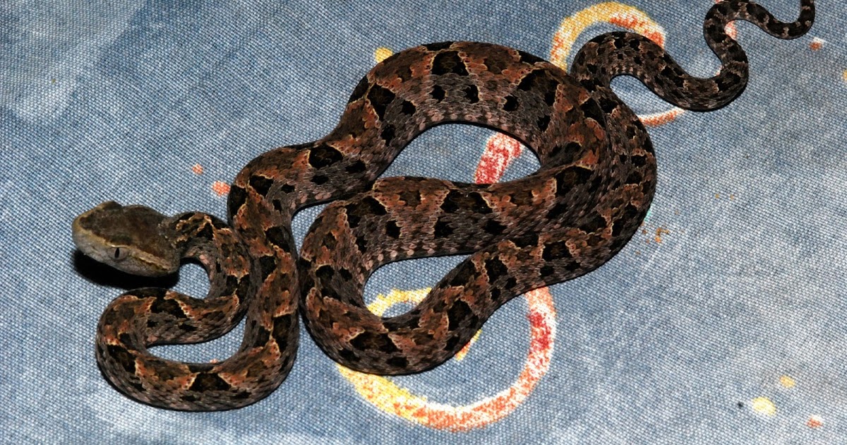 ACUANIMALIA DC: TALLA X (Bothrops asper)