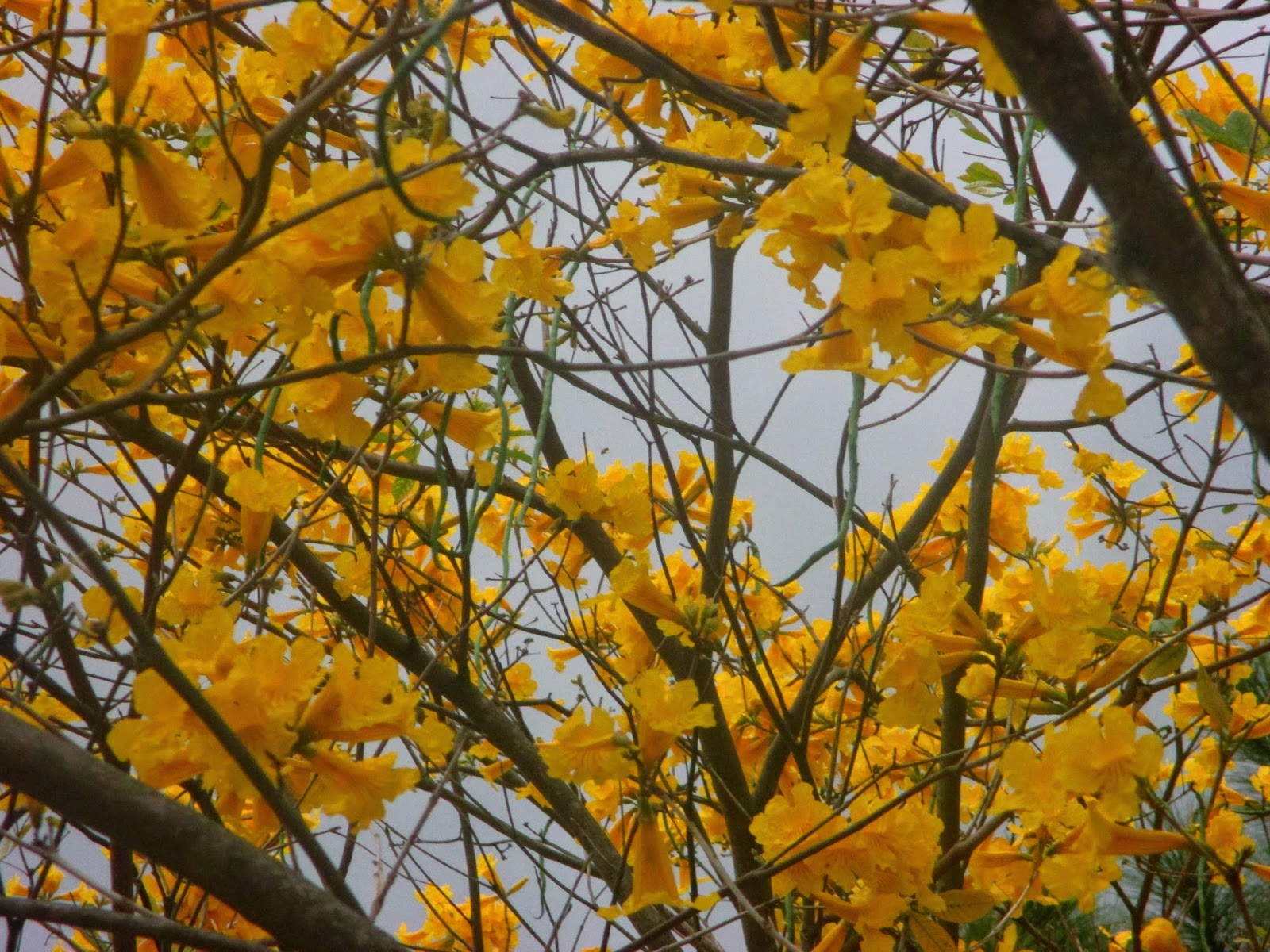 How Long Does It Take For A Tabebuia Tree To Grow