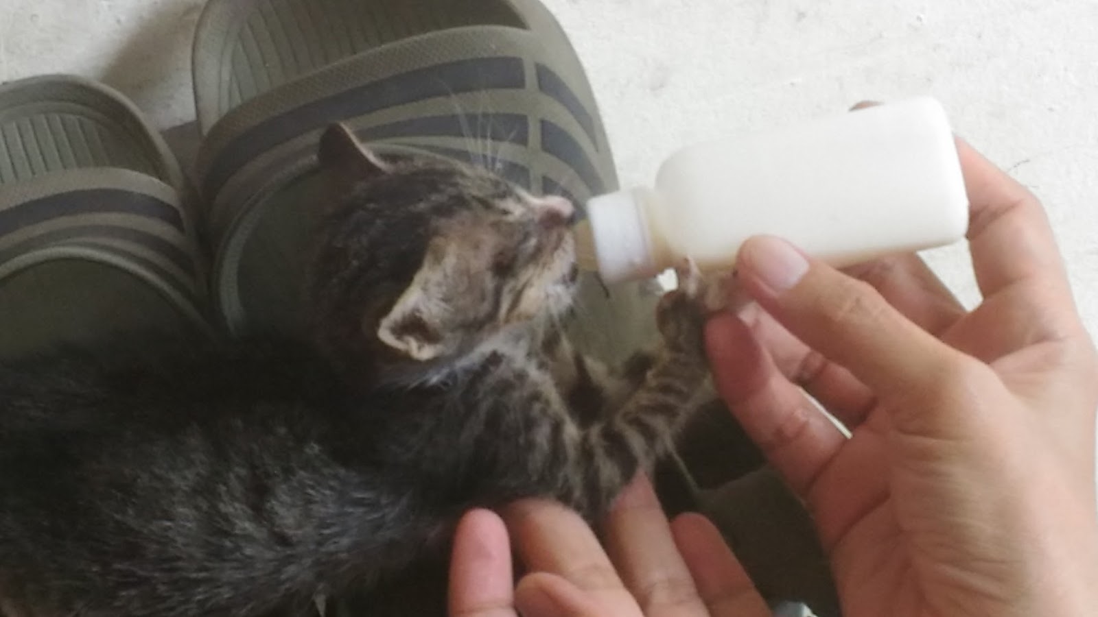 Botol Susu Anak Kucing