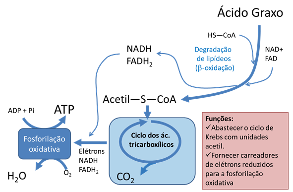 Bio Química UFAL: Aula - 07